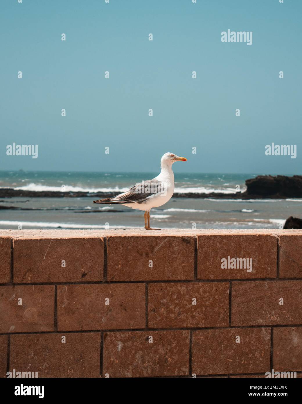 A vertical closeup shot of a seagull standing on a brick wall against ...