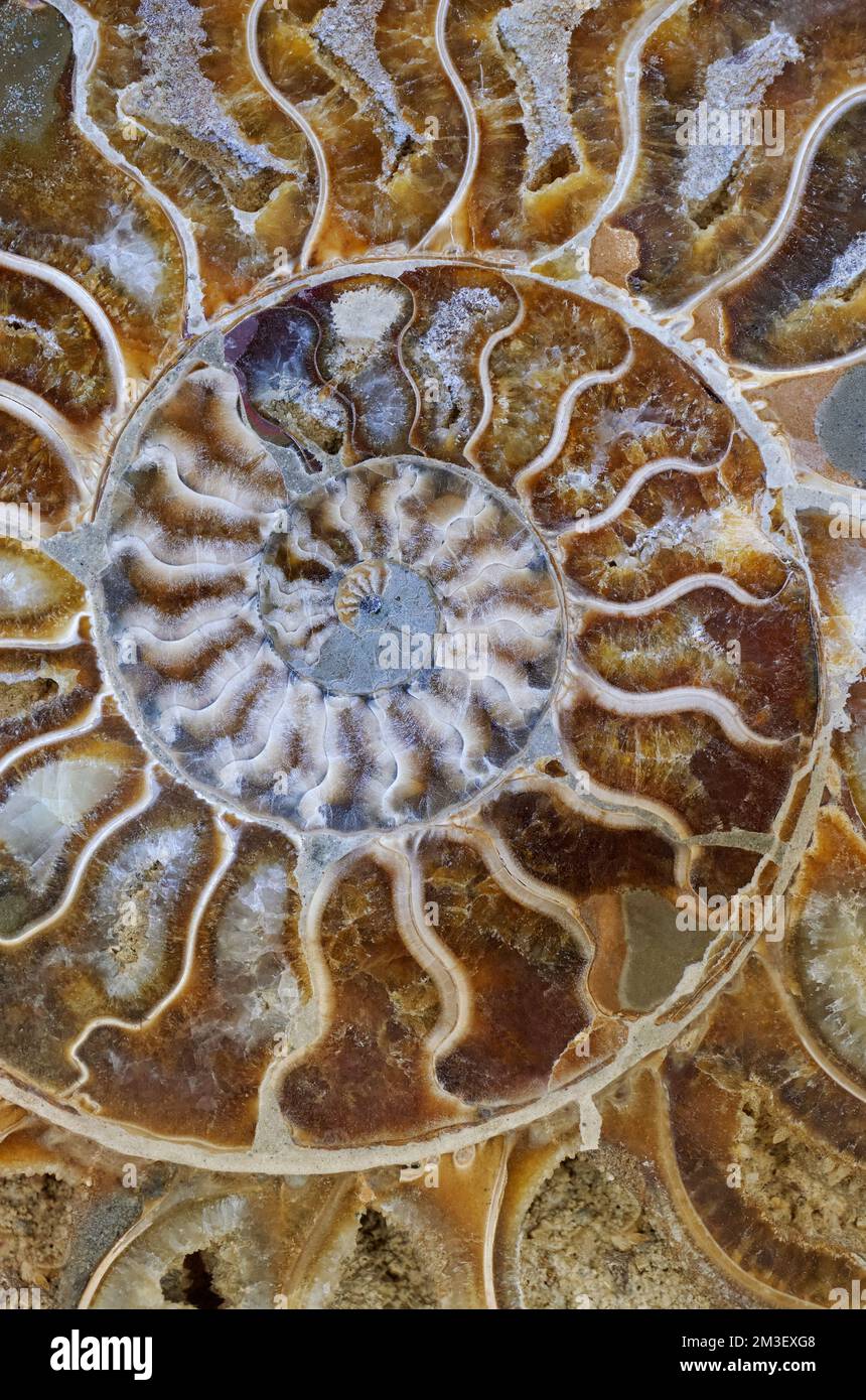 Backgrounds and textures: natural spiral brown and blue pattern ...