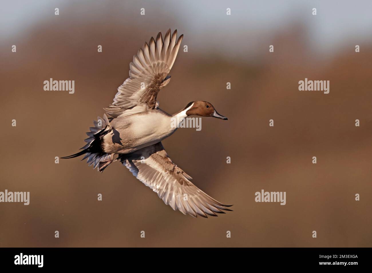 Northern Male Pintail in flight at Leighton Moss RSPB Reserve Stock ...