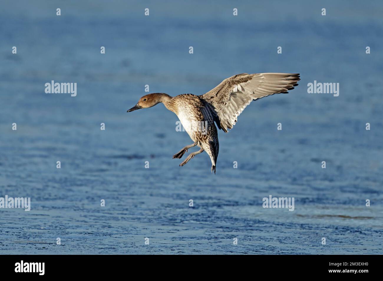 Female Northern Pintail in flight at Leighton Moss RSPB Reserve Stock ...