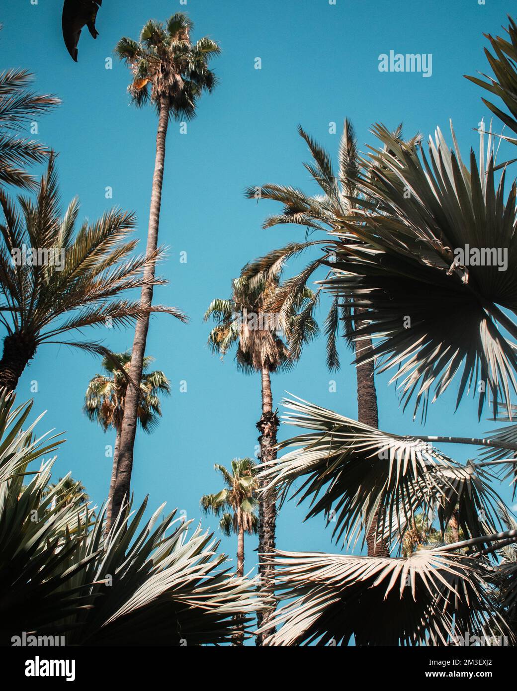 A vertical low angle shot of tall palm trees on the background of ...