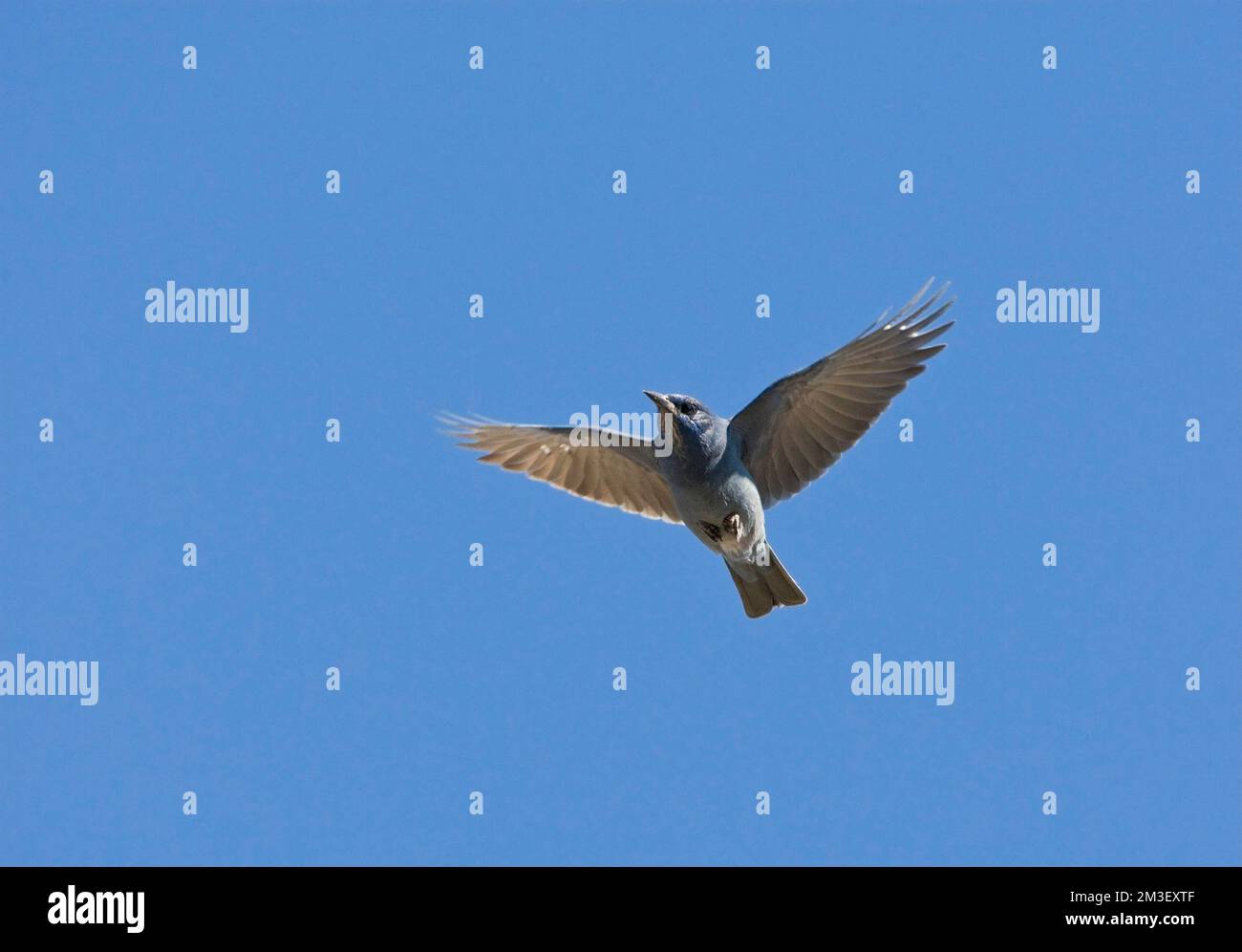 Pinyon jay hi-res stock photography and images - Alamy