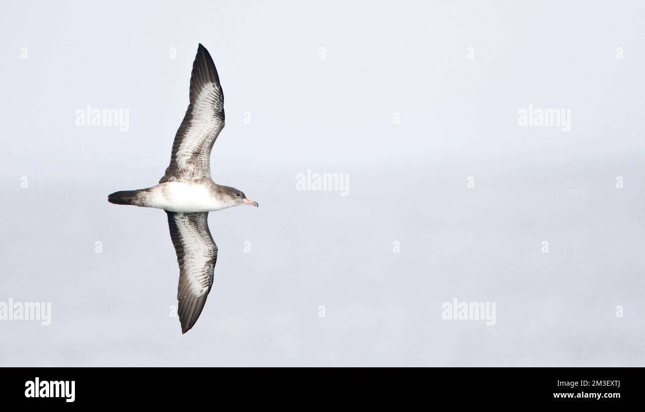 Agami bird hi-res stock photography and images - Alamy