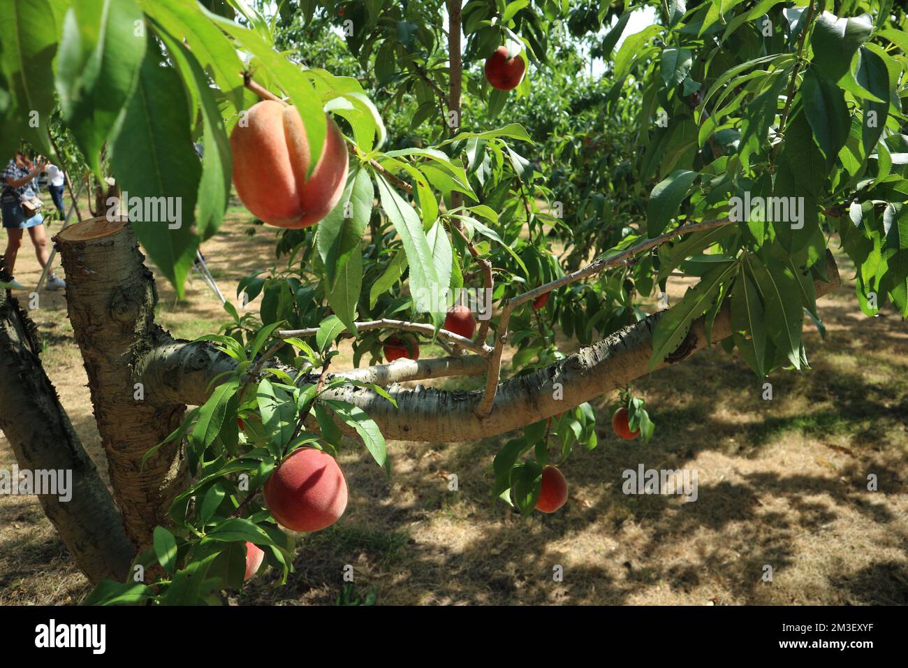 Peach Picking Day Trip from Tokyo Stock Photo - Alamy