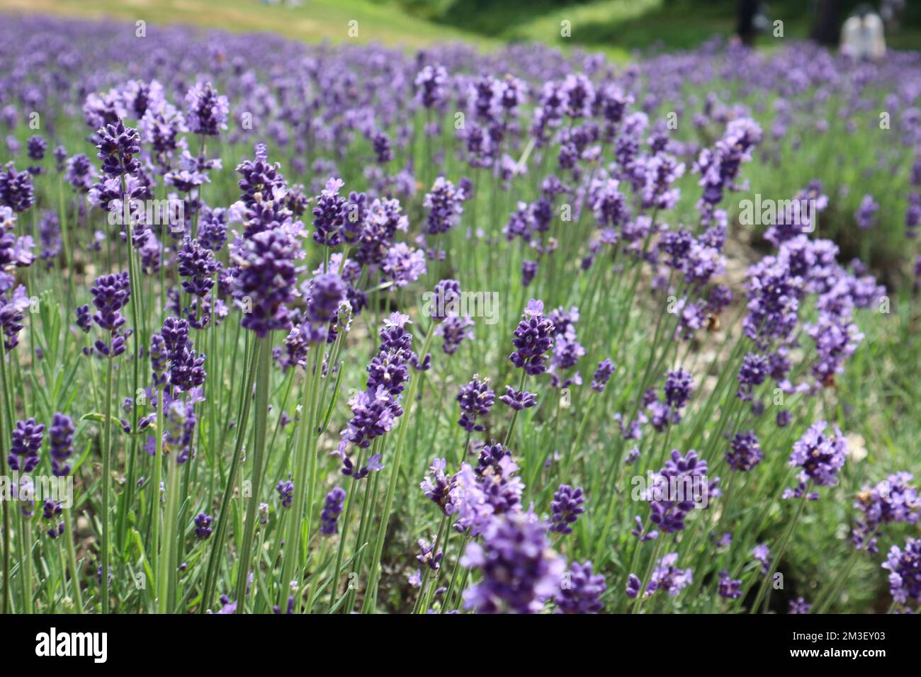 Beautiful Lavenders at Tambara Lavender Park in Gunma, Japan Stock ...