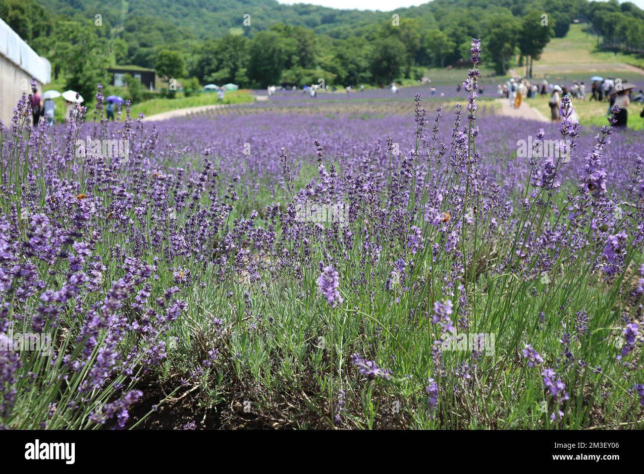 Beautiful Lavenders at Tambara Lavender Park in Gunma, Japan Stock ...