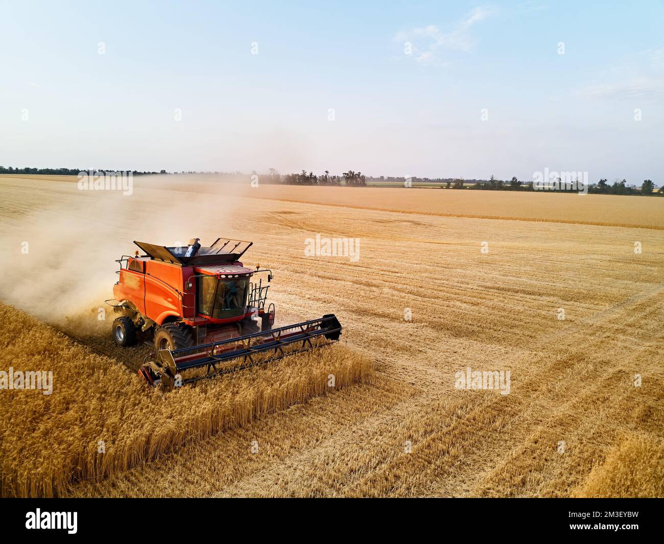 Aerial drone photo of red harvester working in wheat field on sunset ...