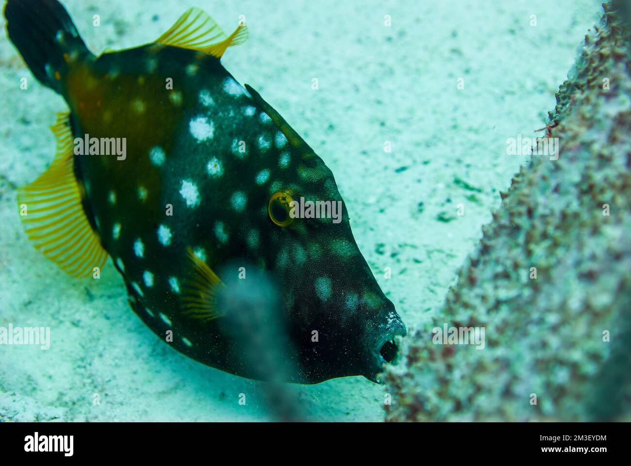 Scrawled filefish or broomtail filefish or scribbled leatherjacket a ...