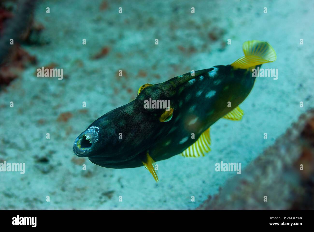 Scrawled filefish or broomtail filefish or scribbled leatherjacket a ...