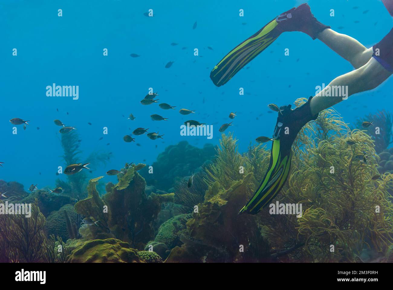 SCUBA diver legs and fins leaving an underwater scene while exploring ...