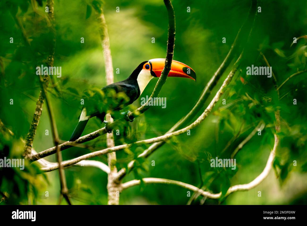toucan on a tree branch in the amazon forest Stock Photo - Alamy