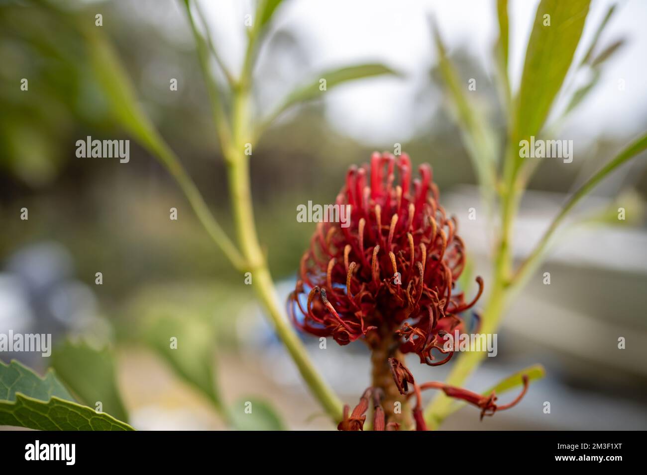 native australian flower in australia in spring Stock Photo - Alamy