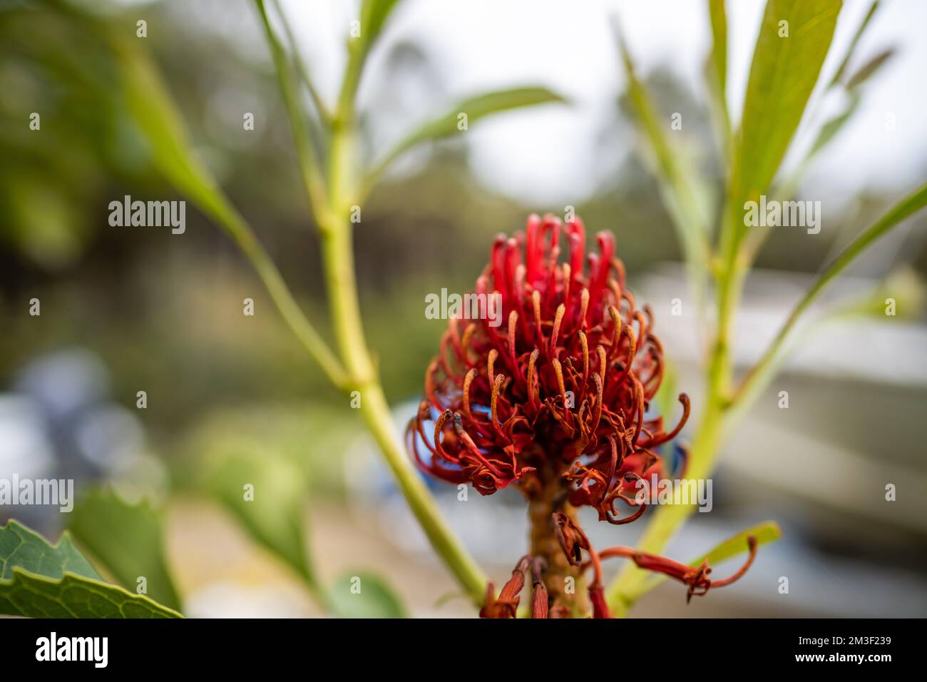 native australian flower in australia in spring Stock Photo - Alamy