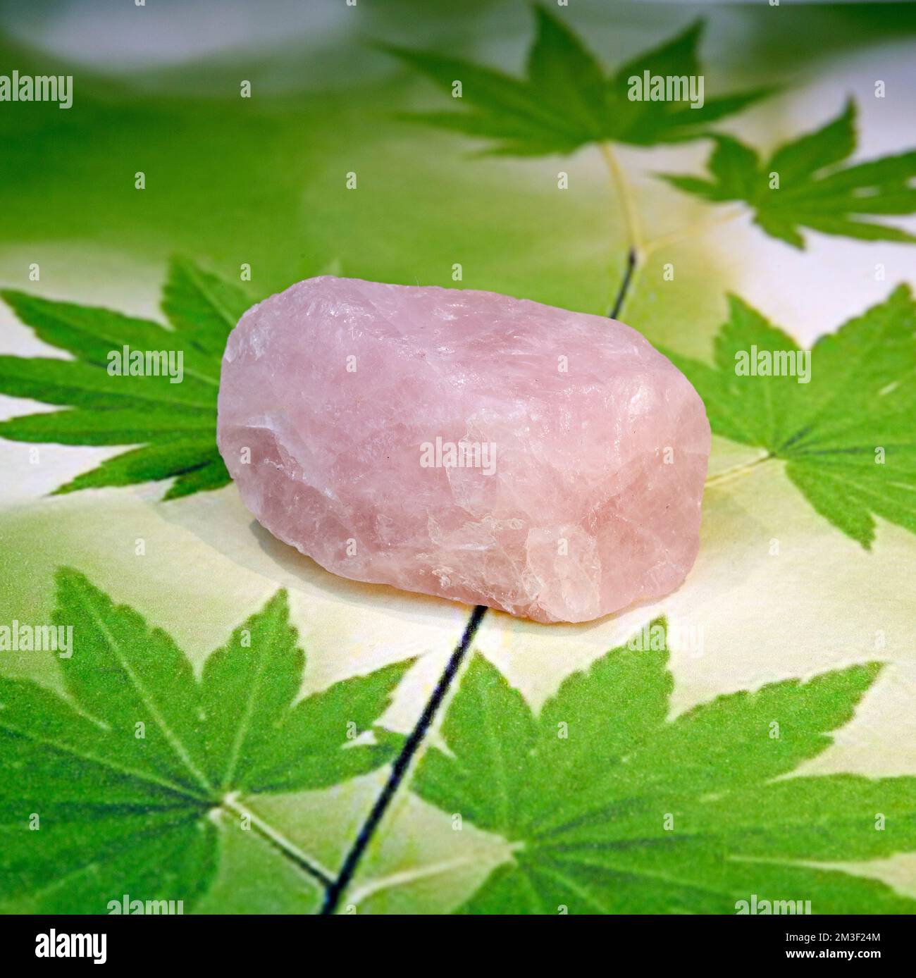 Macro close up colour photograph of a natural " Rose Quartz " a semi ...