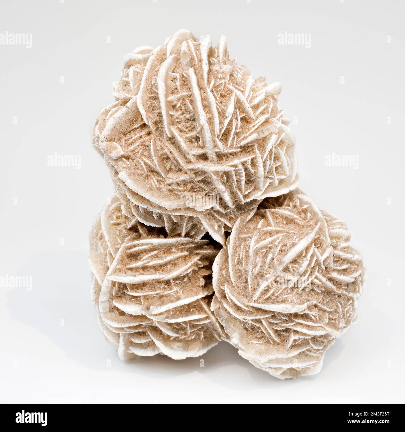 Macro close up colour photograph of a natural " Desert Rose " or ...