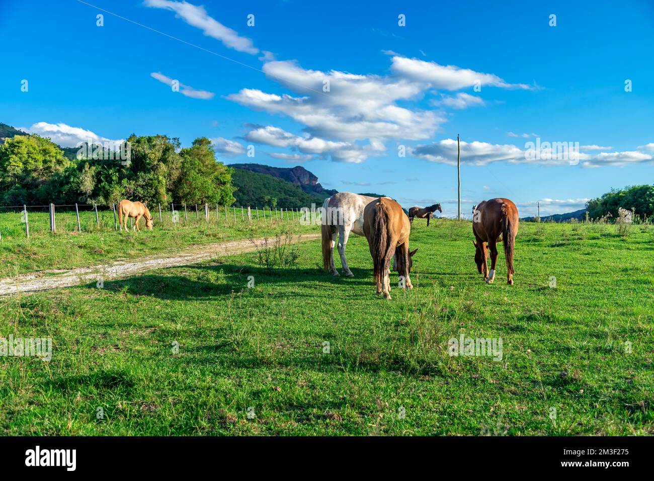 horses in nature at sunrise Stock Photo - Alamy