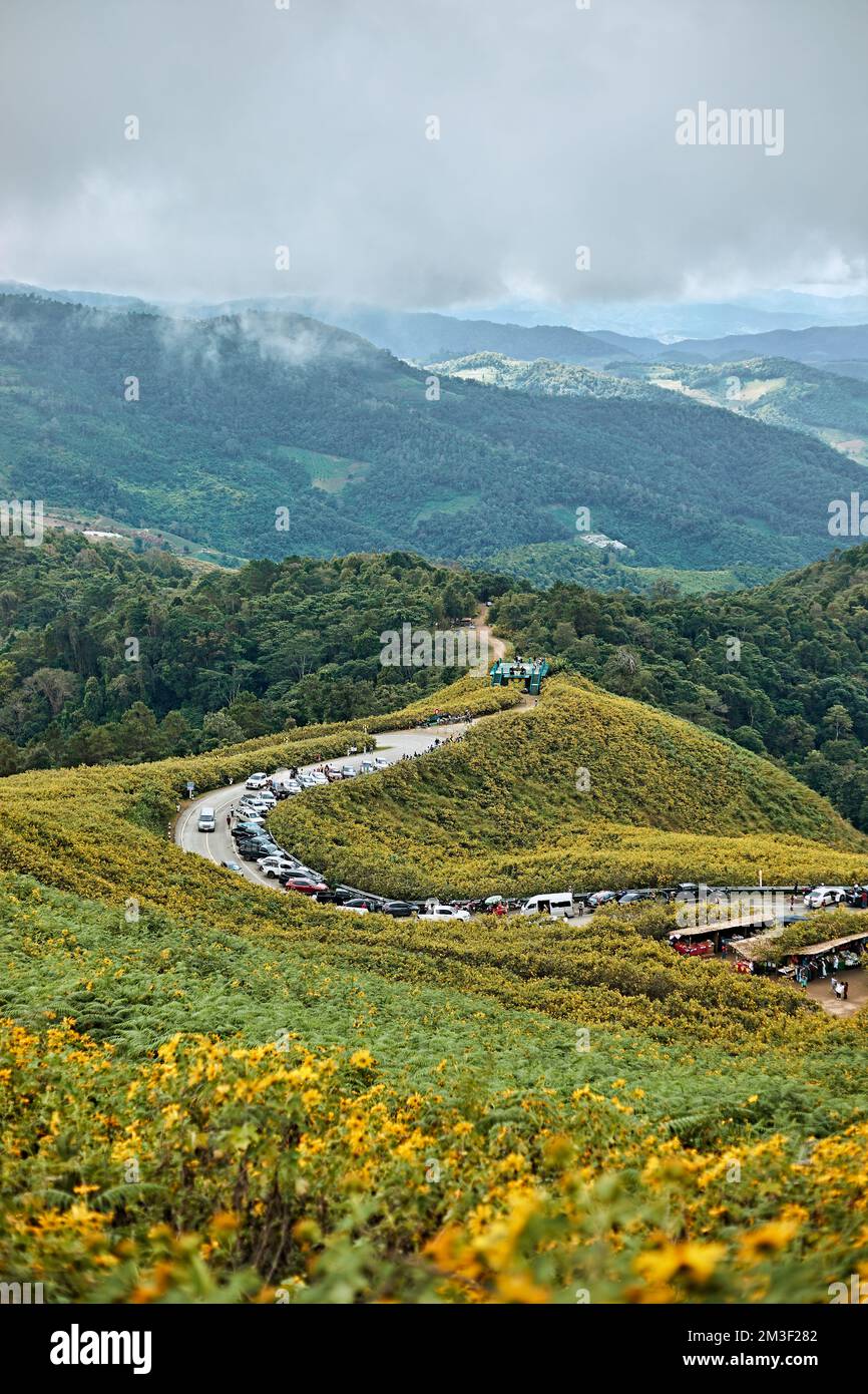 Landscape of Tree Marigold, Mexican Sunflower) Fields on the mountain ...
