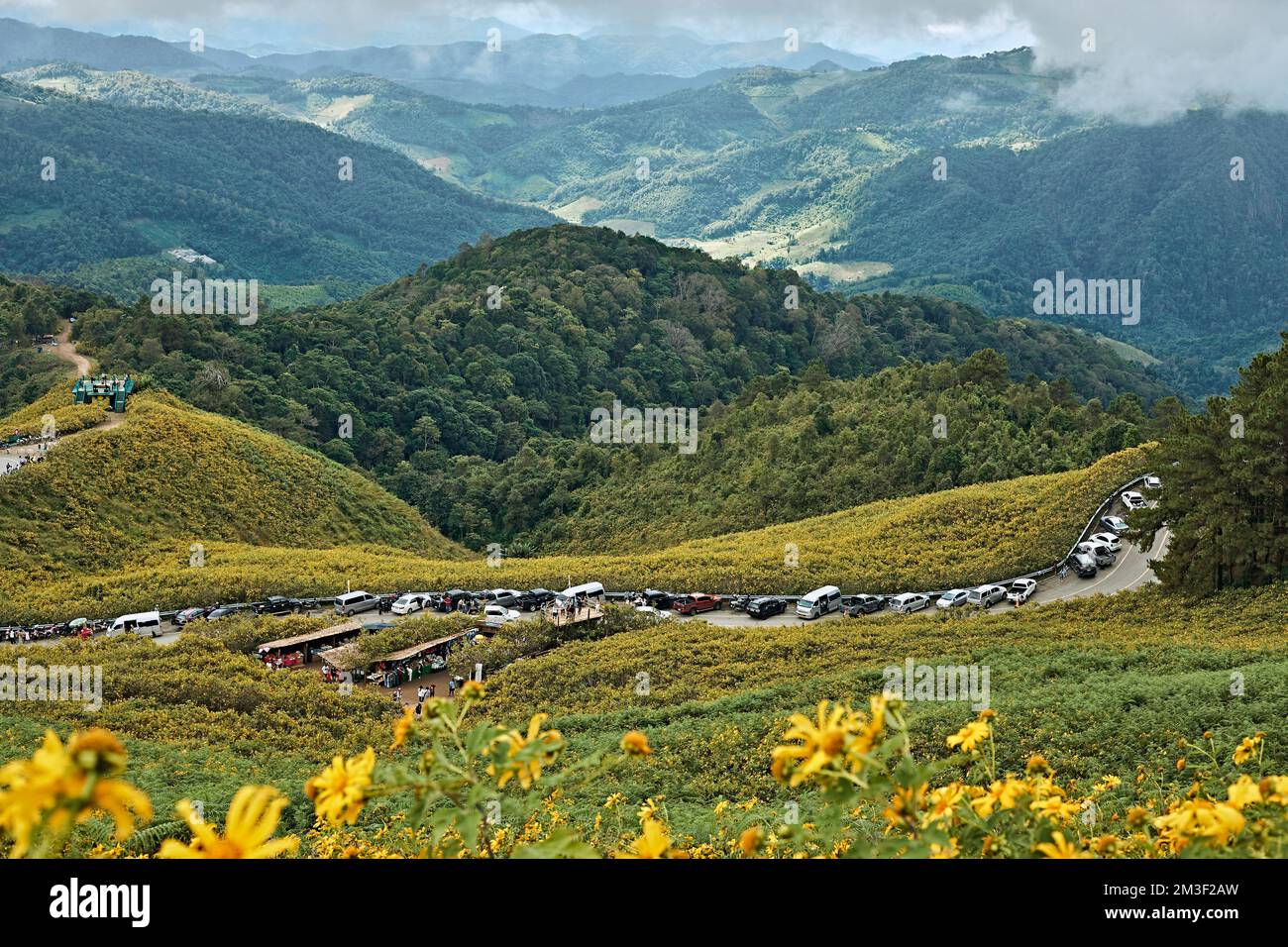 Landscape of Tree Marigold, Mexican Sunflower) Fields on the mountain ...