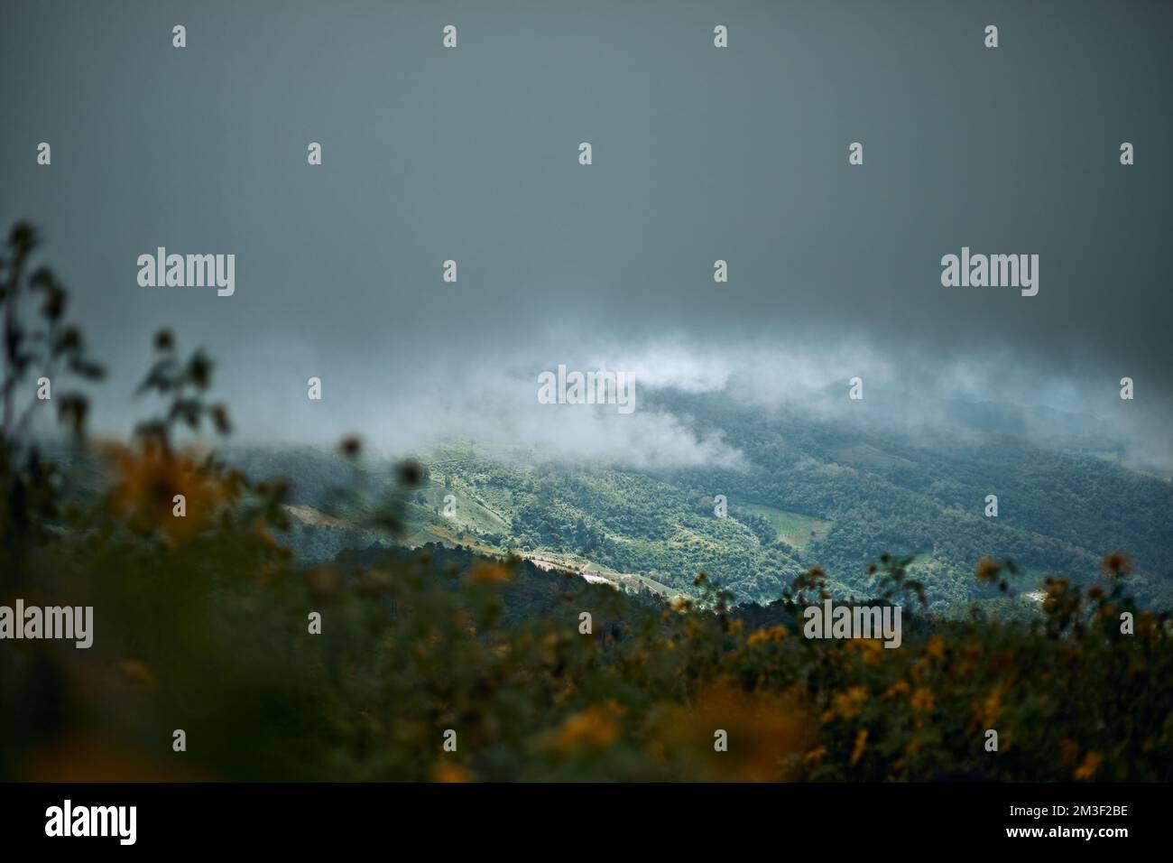Landscape of Tree Marigold, Mexican Sunflower) Fields on the mountain ...