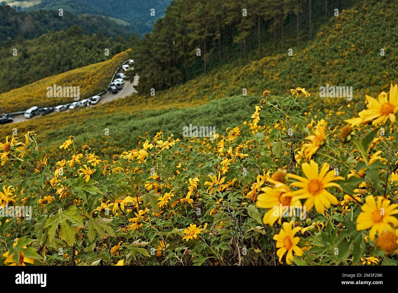 Landscape of Tree Marigold, Mexican Sunflower) Fields on the mountain ...