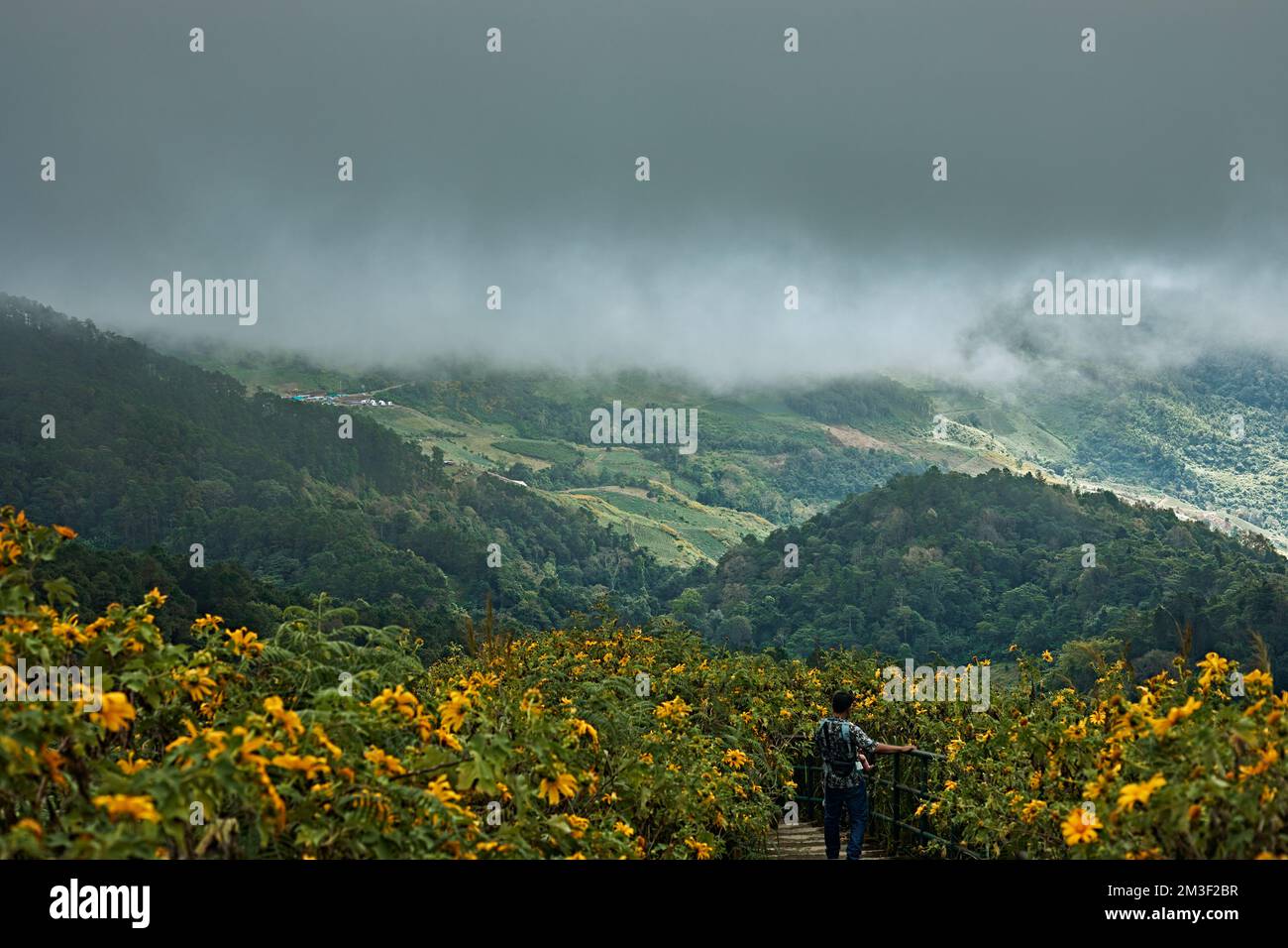 Landscape of Tree Marigold, Mexican Sunflower) Fields on the mountain ...