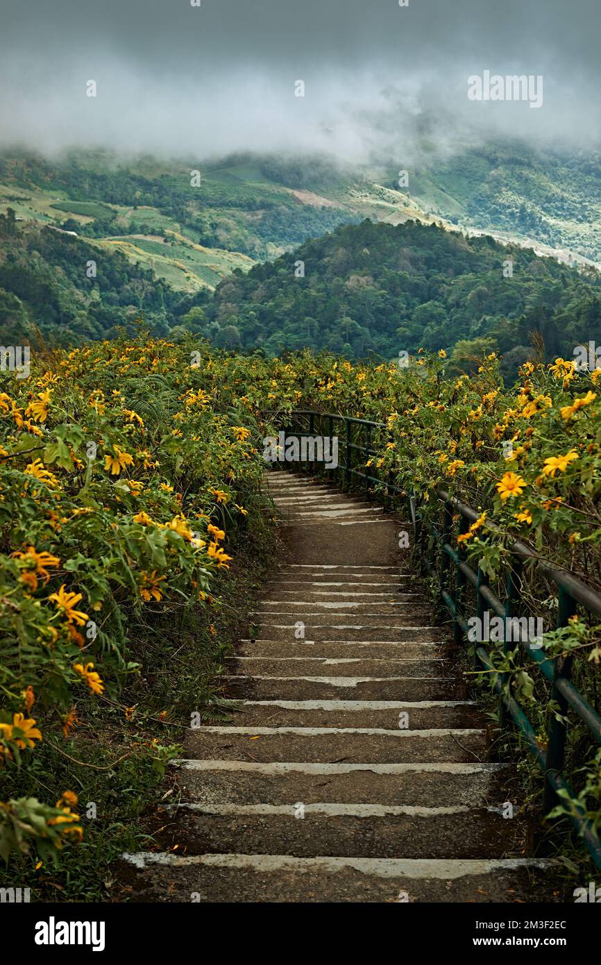 Landscape of Tree Marigold, Mexican Sunflower) Fields on the mountain ...