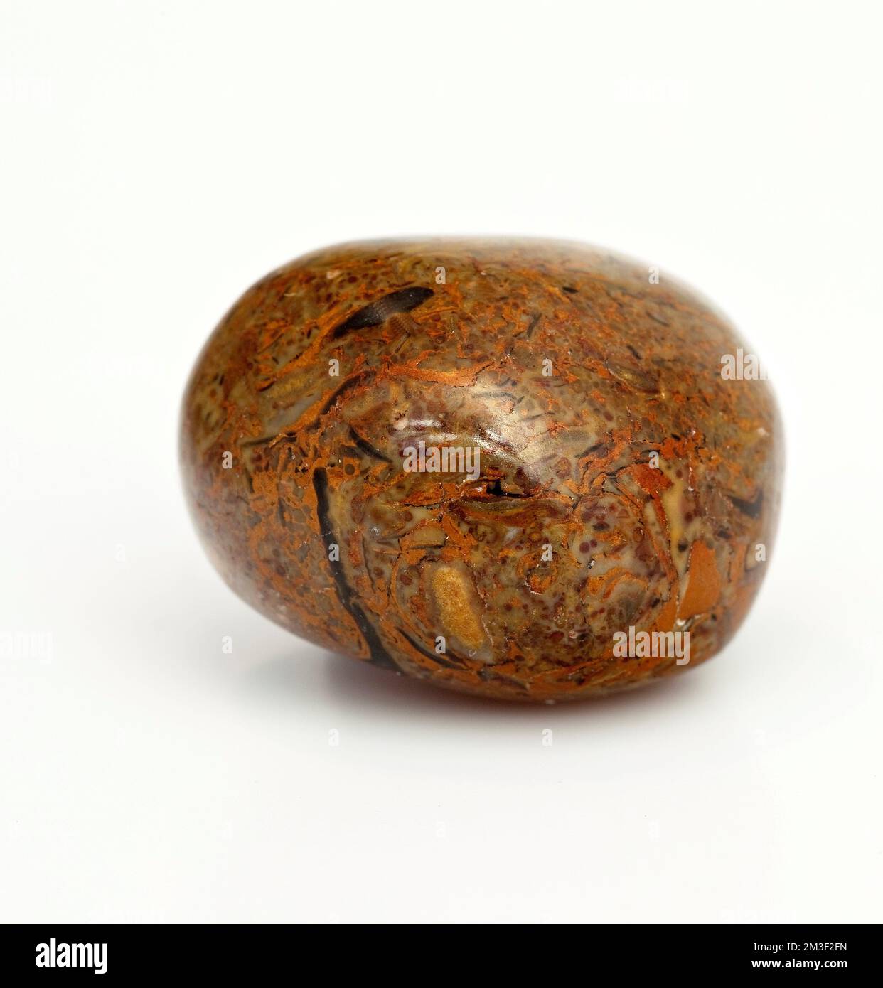 Macro close up colour photograph of 'Shell Fossil ' a semi precious ...