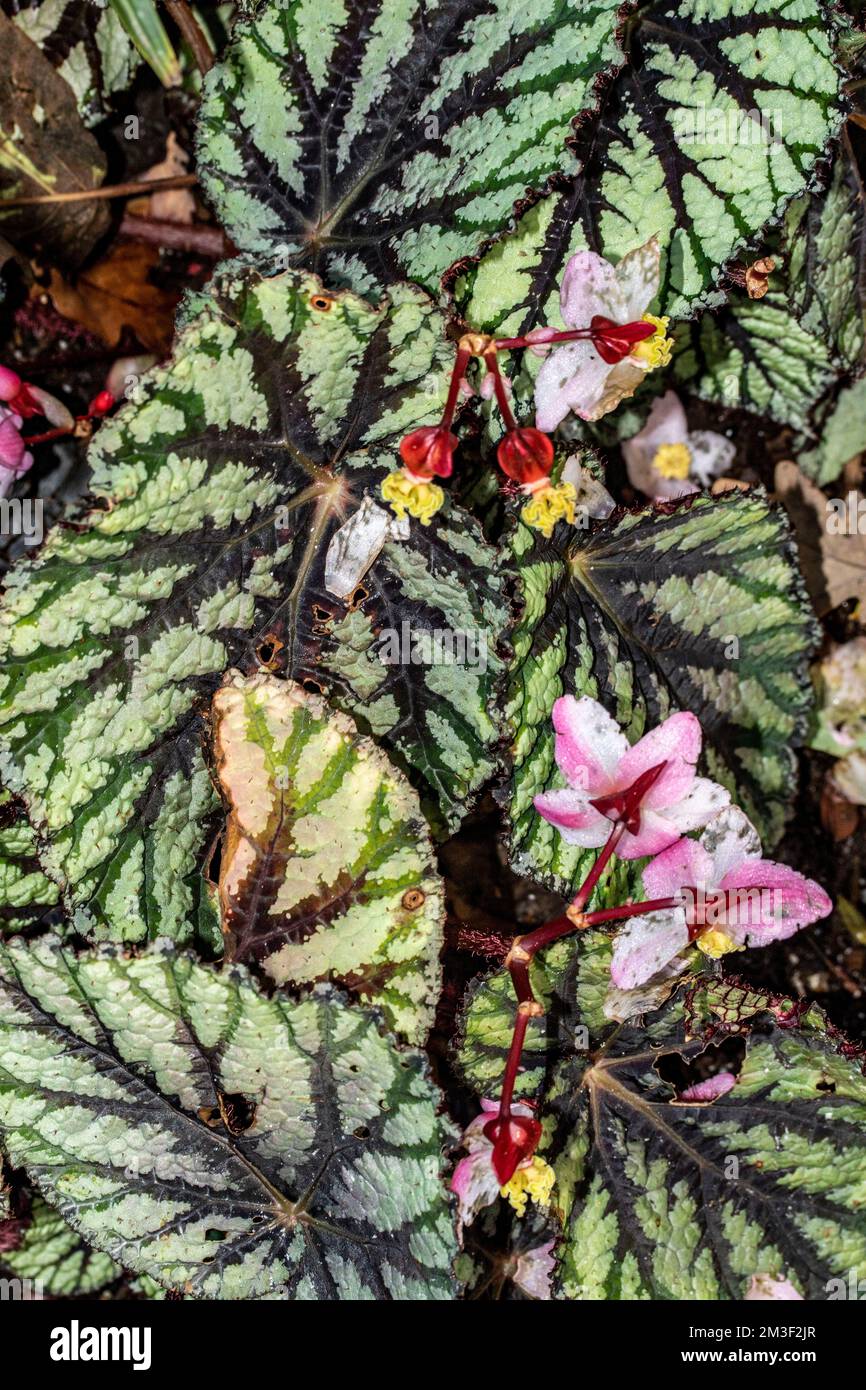 Natural close up plant portrait of strikingly colourful Begonia Rex ...