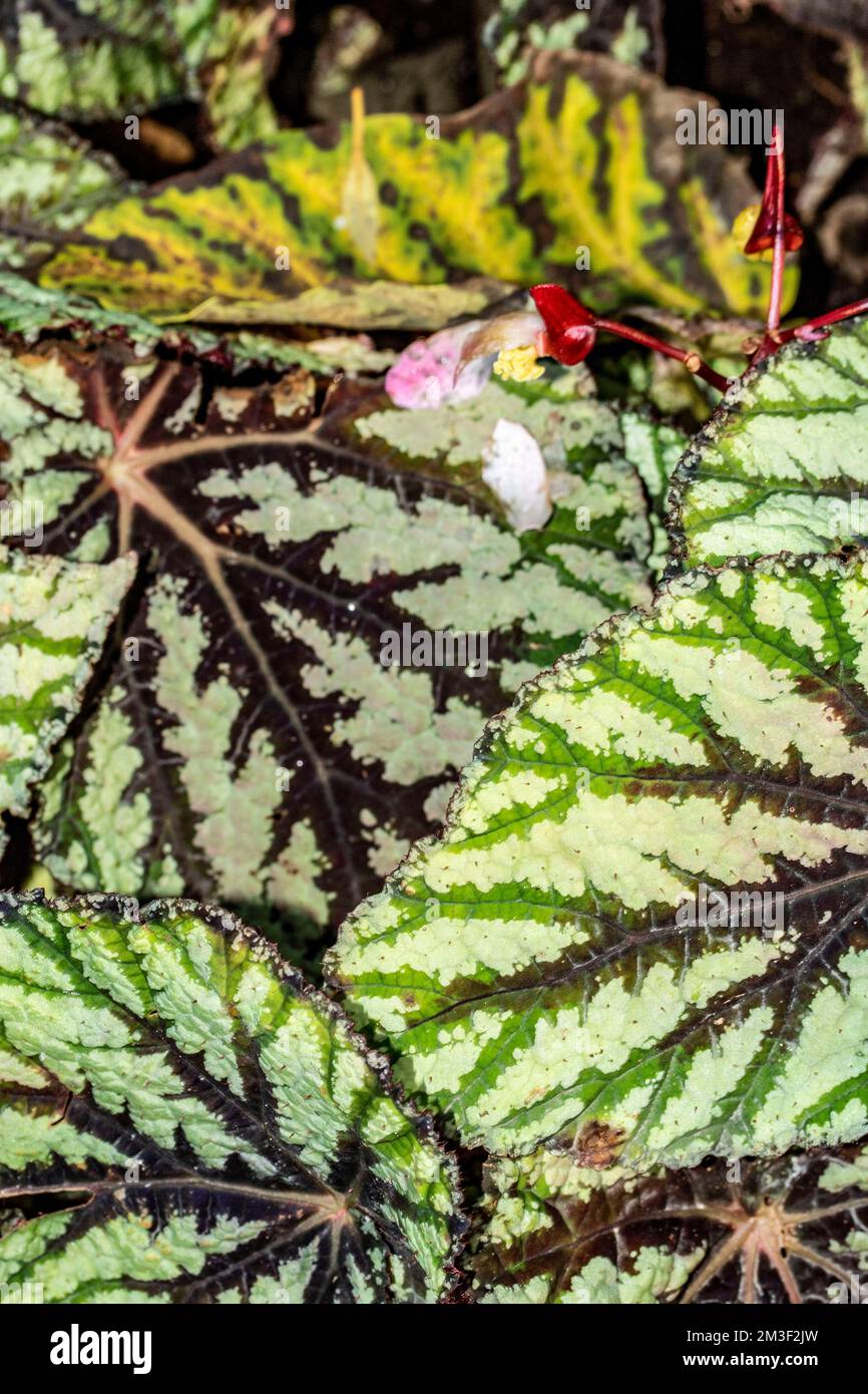 Natural close up plant portrait of strikingly colourful Begonia Rex ...