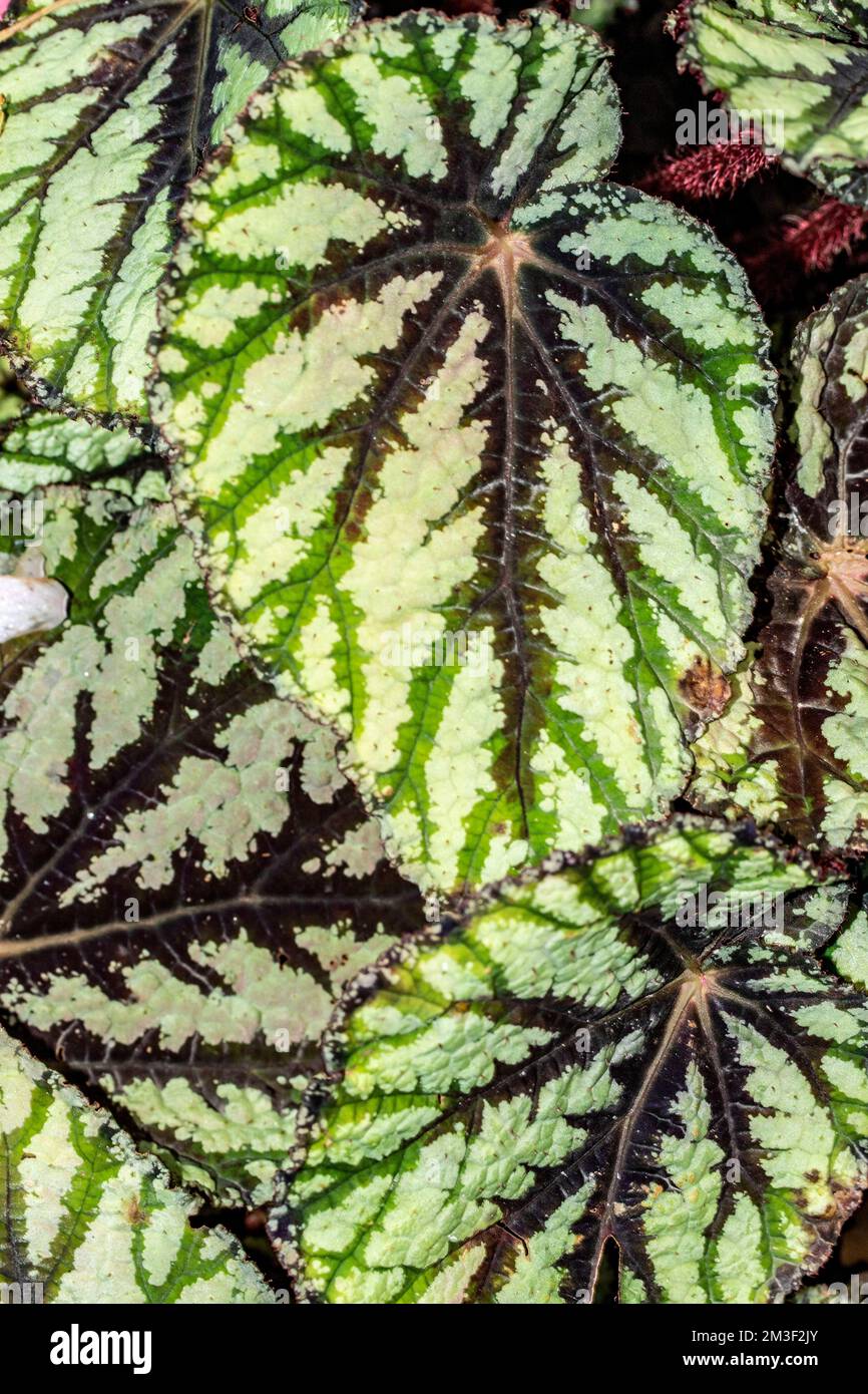Natural close up plant portrait of strikingly colourful Begonia Rex ...