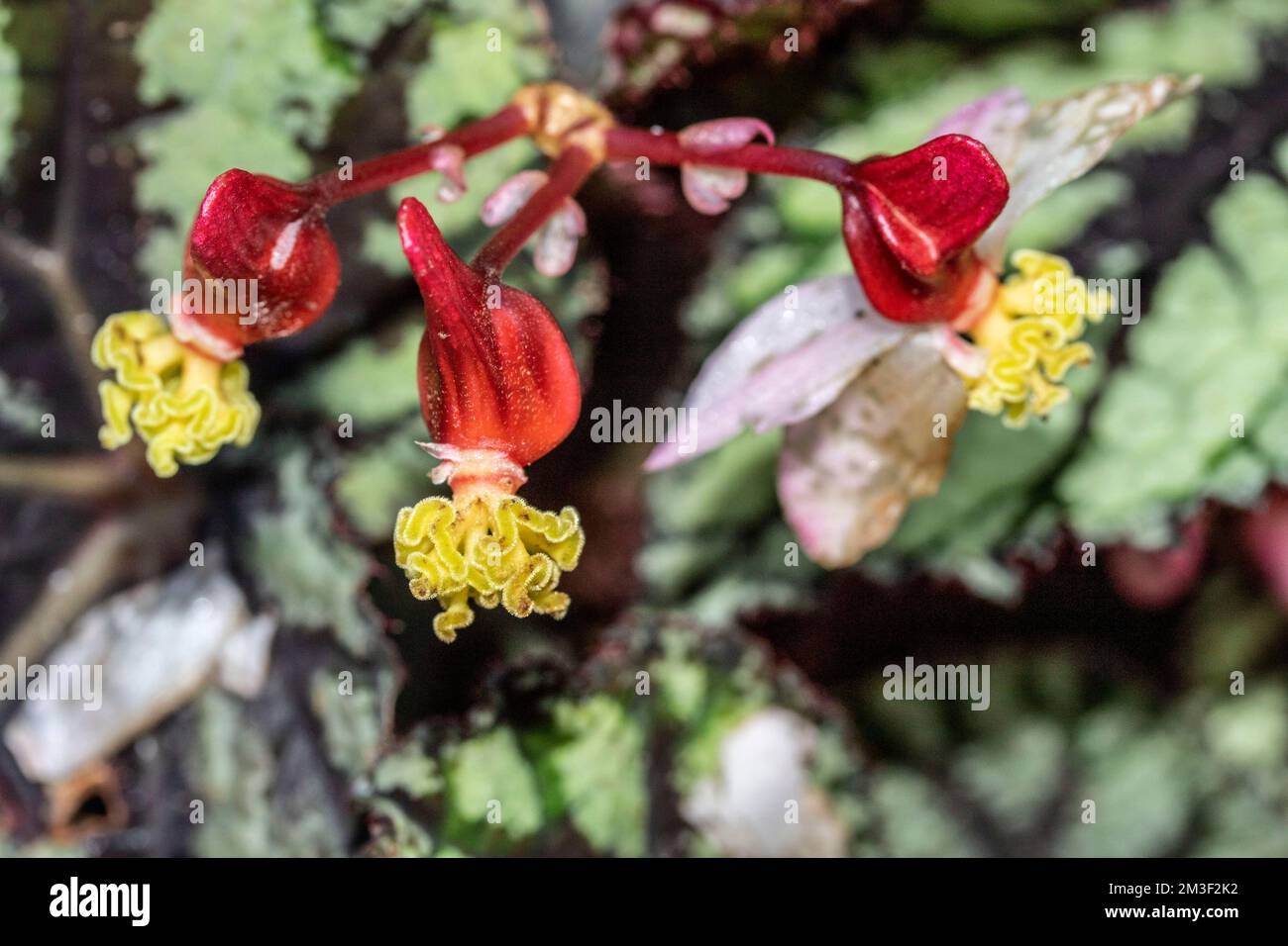 Natural close up plant portrait of strikingly colourful Begonia Rex ...