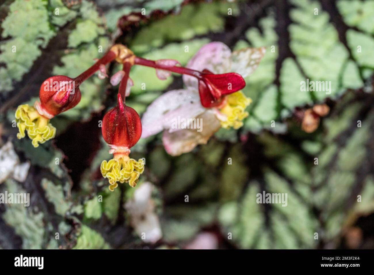 Natural close up plant portrait of strikingly colourful Begonia Rex ...