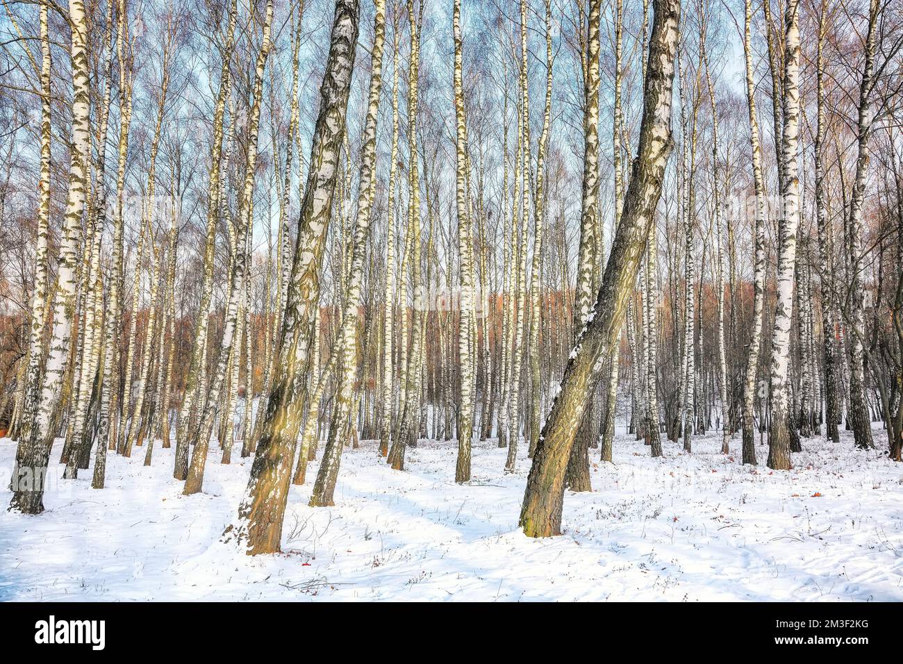 Frozen birch forest landscape. Early winter landscape with frost on ...