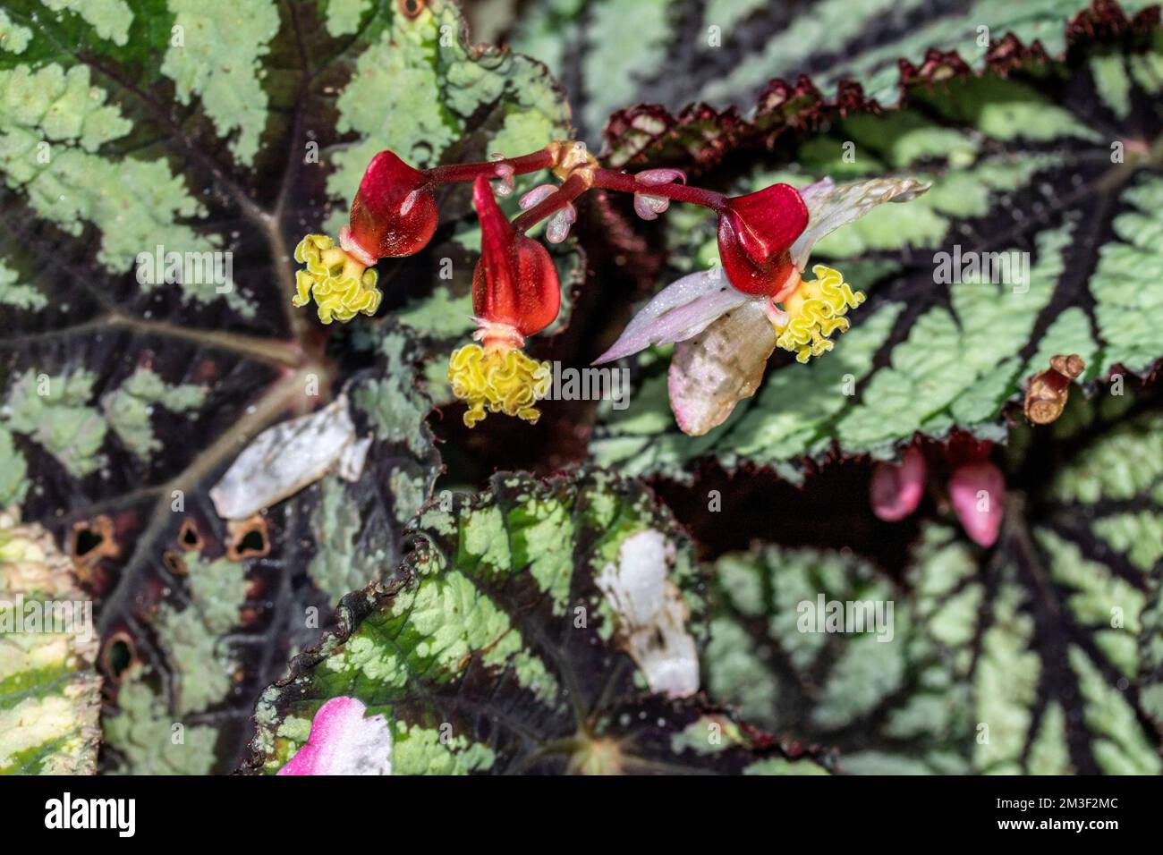 Natural close up plant portrait of strikingly colourful Begonia Rex ...