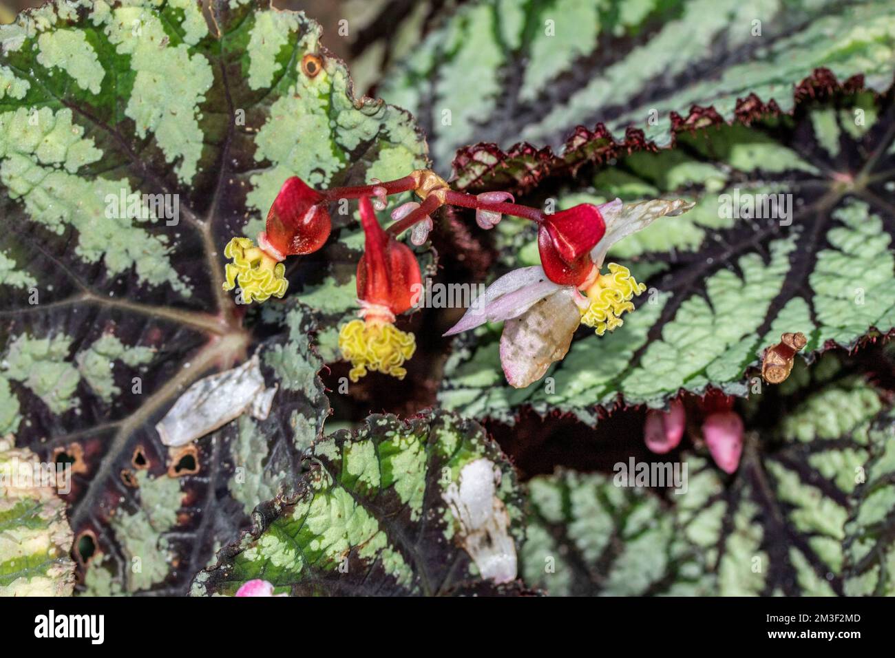 Natural close up plant portrait of strikingly colourful Begonia Rex ...