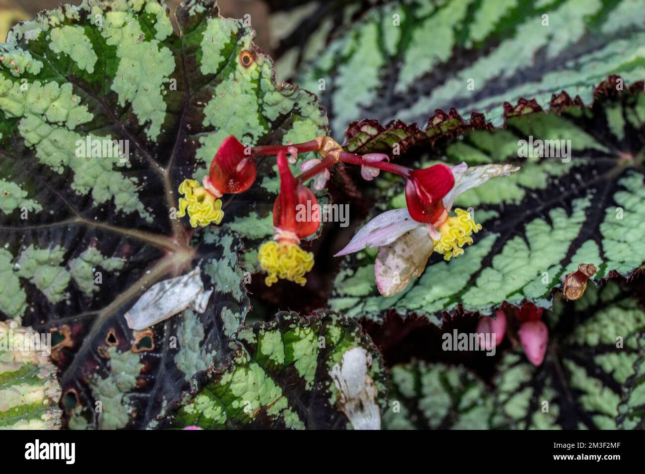 Natural close up plant portrait of strikingly colourful Begonia Rex ...