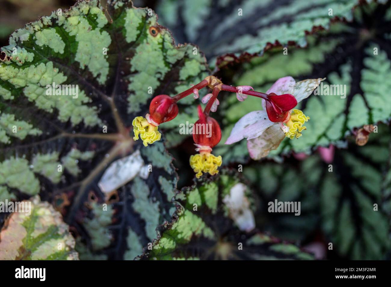Natural close up plant portrait of strikingly colourful Begonia Rex ...