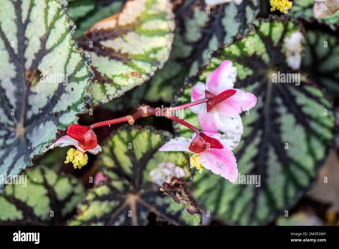 Natural close up plant portrait of strikingly colourful Begonia Rex ...