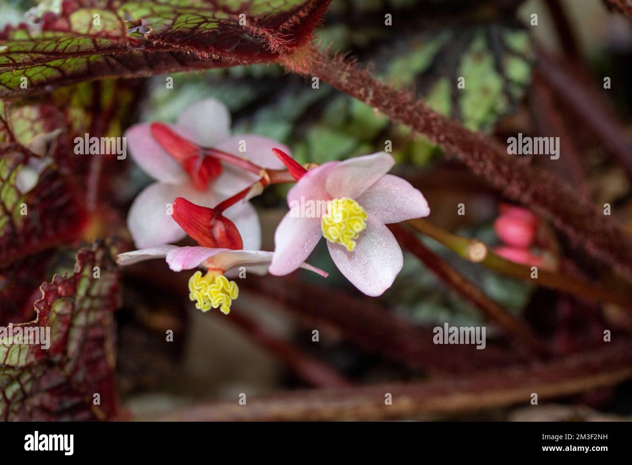 Natural close up plant portrait of strikingly colourful Begonia Rex ...