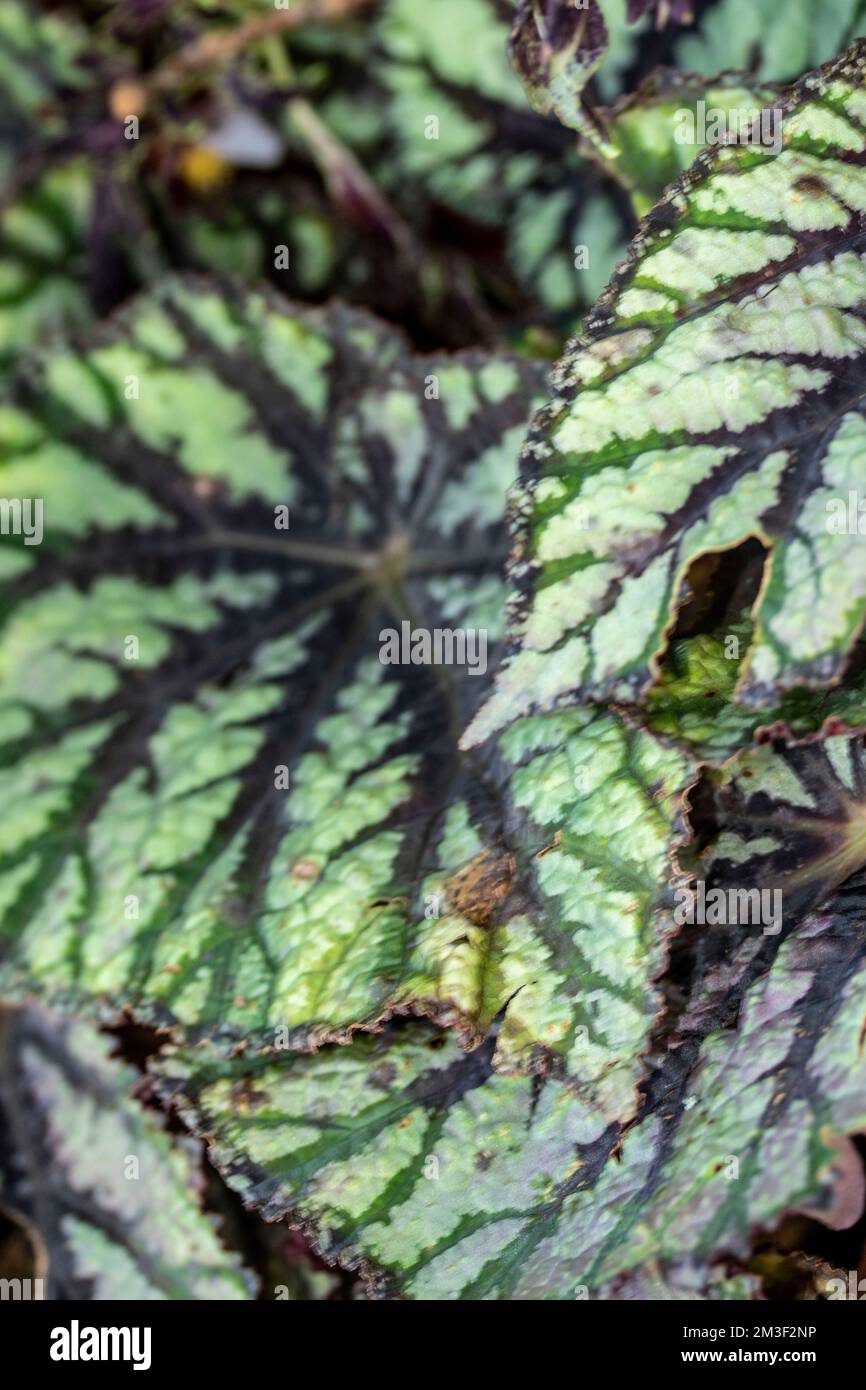 Natural close up plant portrait of strikingly colourful Begonia Rex ...