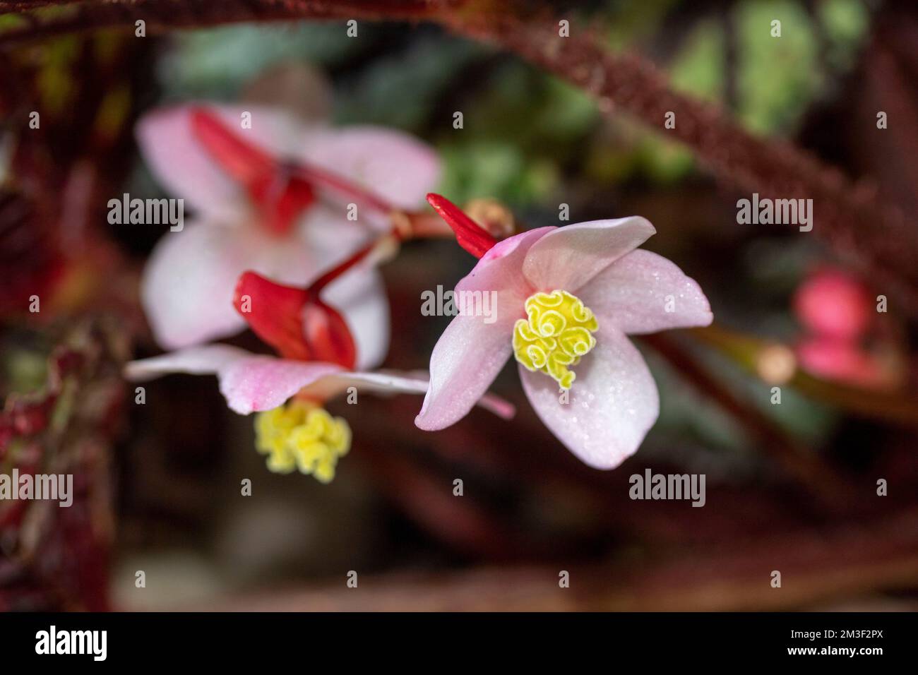 Natural close up plant portrait of strikingly colourful Begonia Rex ...
