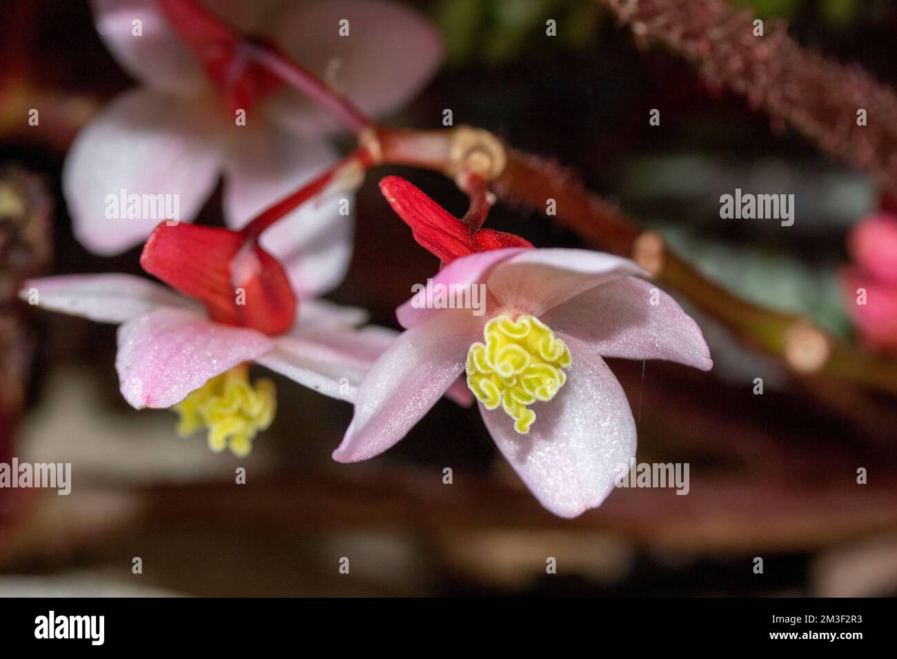 Natural close up plant portrait of strikingly colourful Begonia Rex ...
