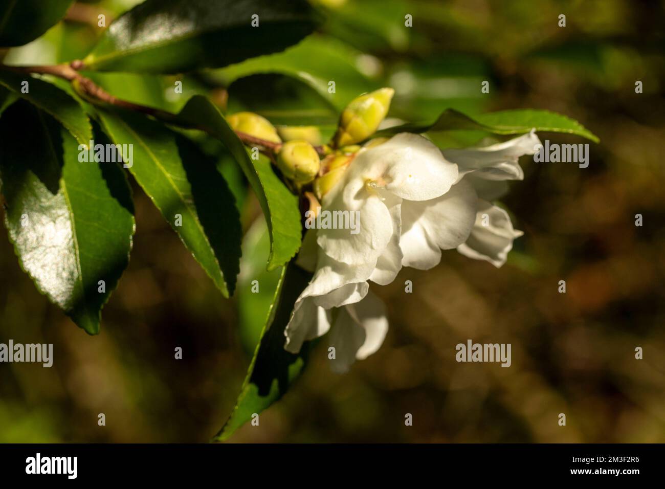 Natural close up environmental flower portrait in good sunshine of ...