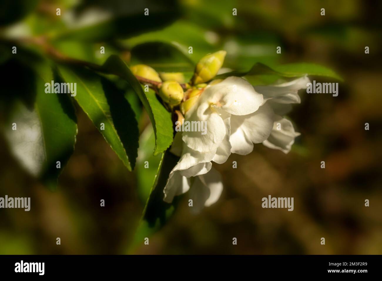Natural close up environmental flower portrait in good sunshine of ...