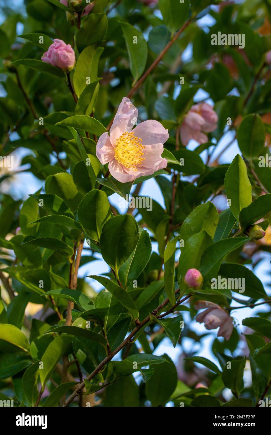 Close up natural flower portrait of Camellia Sasanqua ‘Super Rosea’in a ...