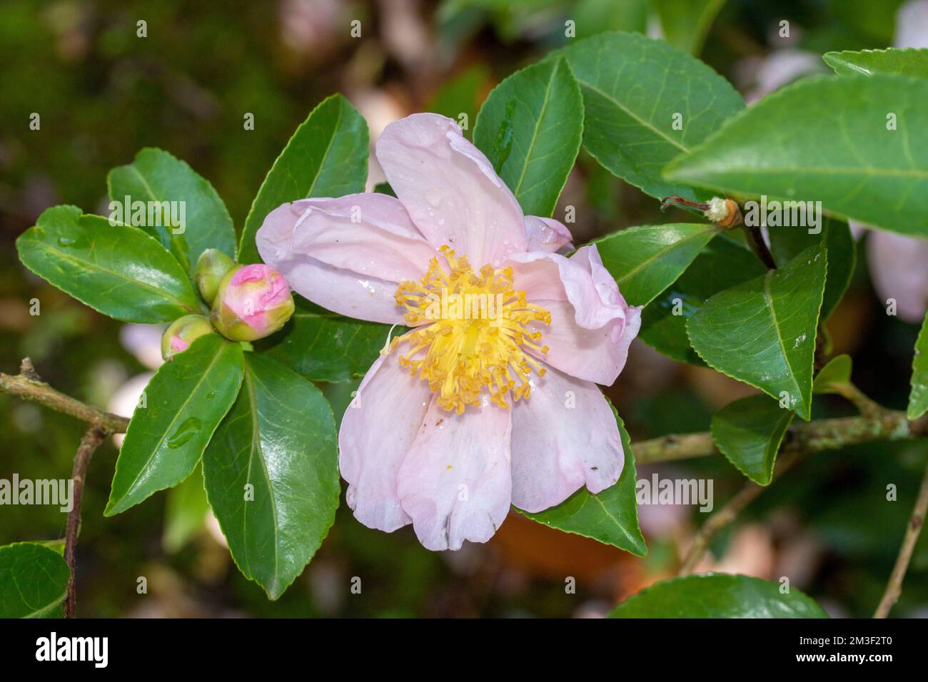 Beautiful Camellia Sasanqua ‘Super Rosea’flower. Natural close up plant ...