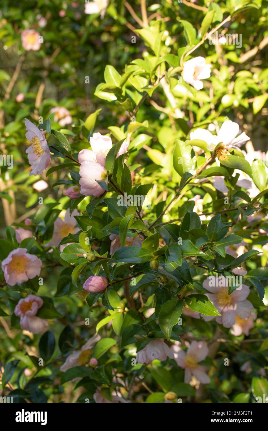 Beautiful Camellia Sasanqua ‘Super Rosea’flower. Natural close up plant ...