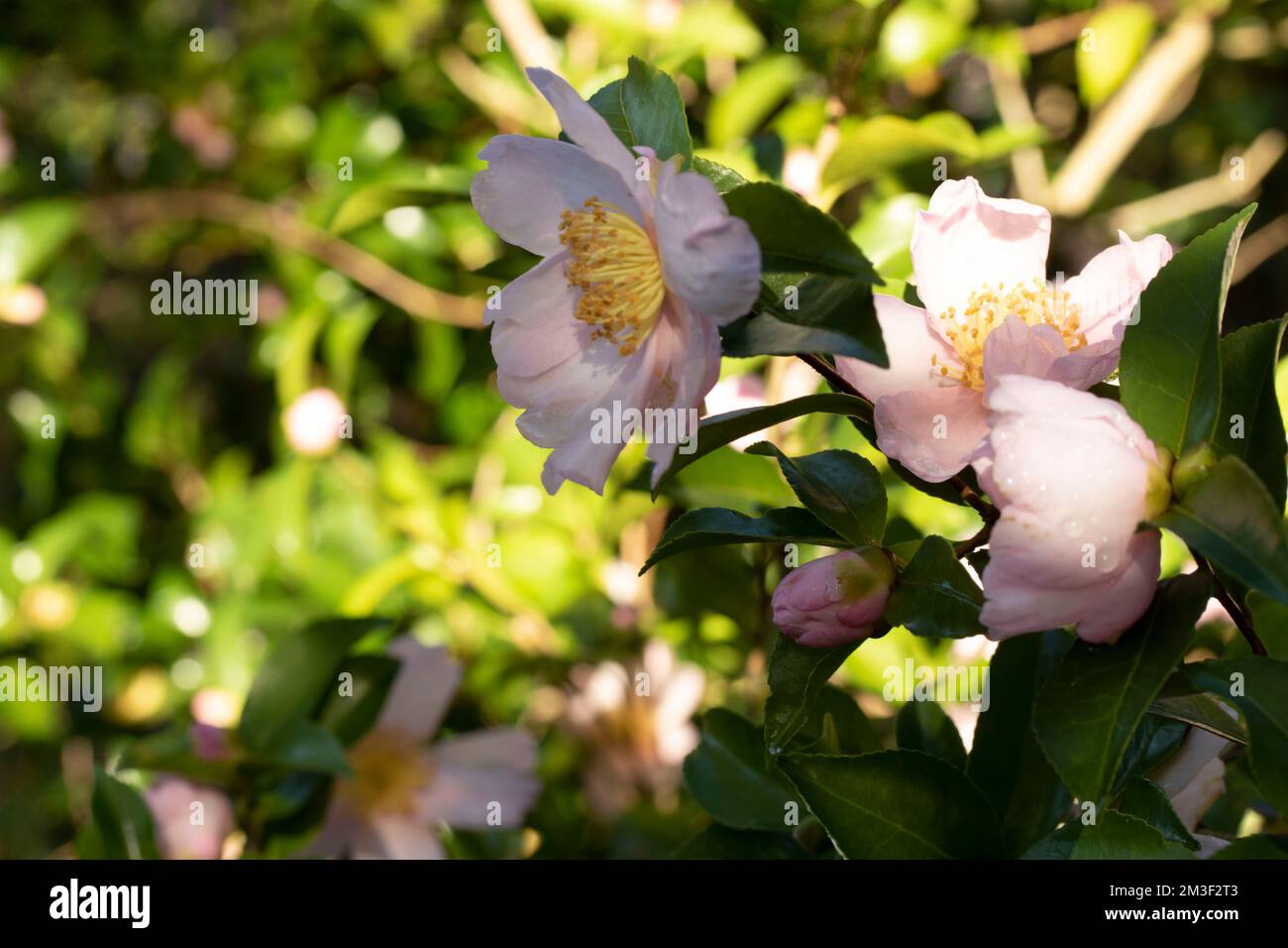 Beautiful Camellia Sasanqua ‘Super Rosea’flower. Natural close up plant ...