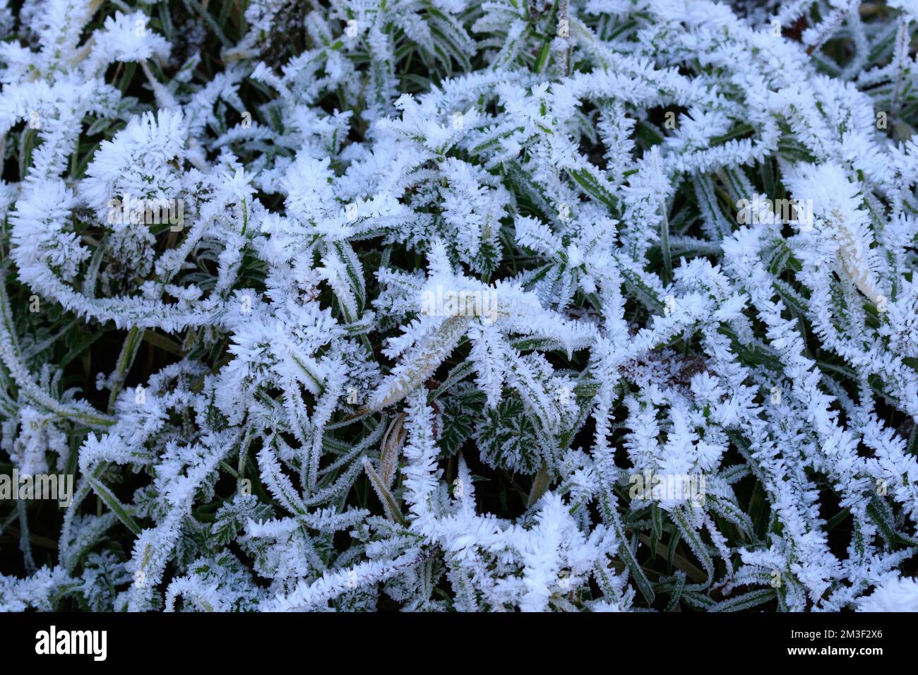Frosty plant textures hi-res stock photography and images - Alamy