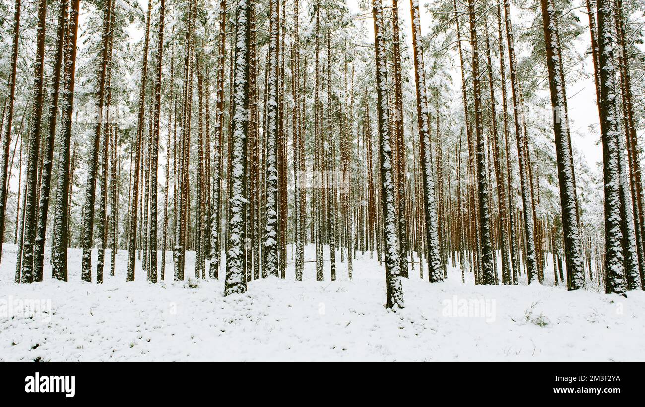 A beautiful view of tall trees in a snowy forest Stock Photo - Alamy